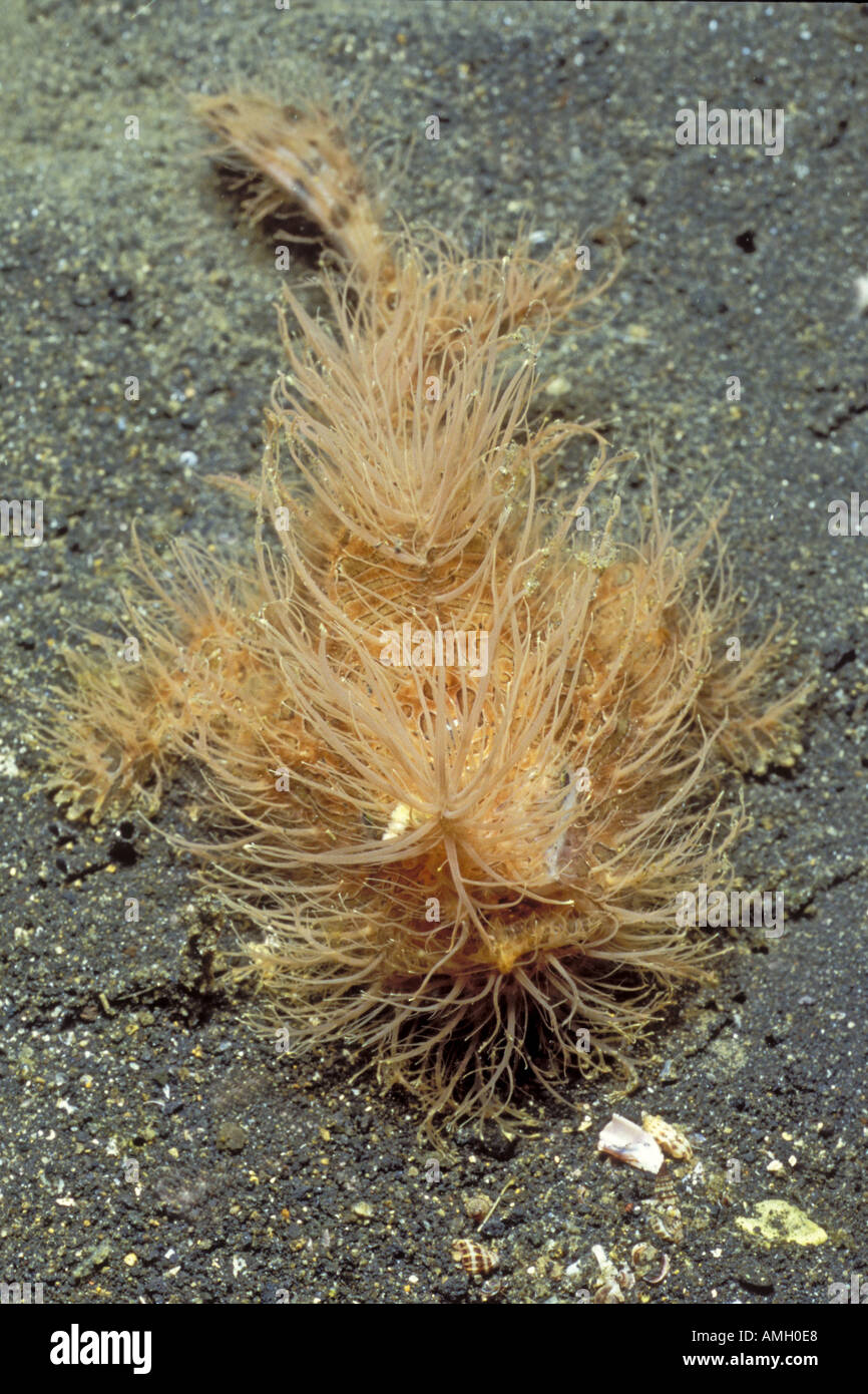Striated Hairy Frogfish Antennarius striatus Lembeh Straits Indonesia ...