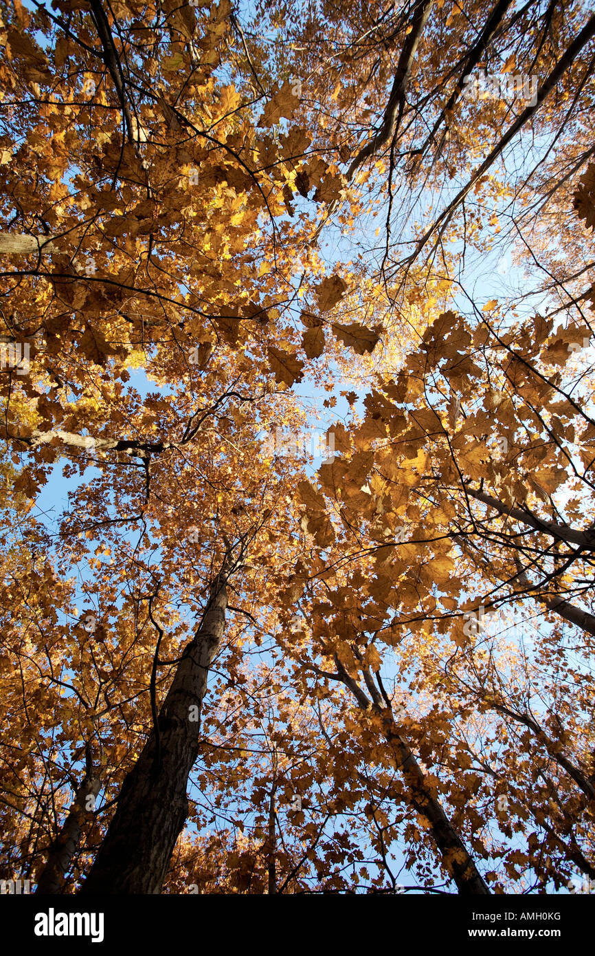 Trees in yellow autumn colours. Mount Royal Park, Montreal, Quebec ...