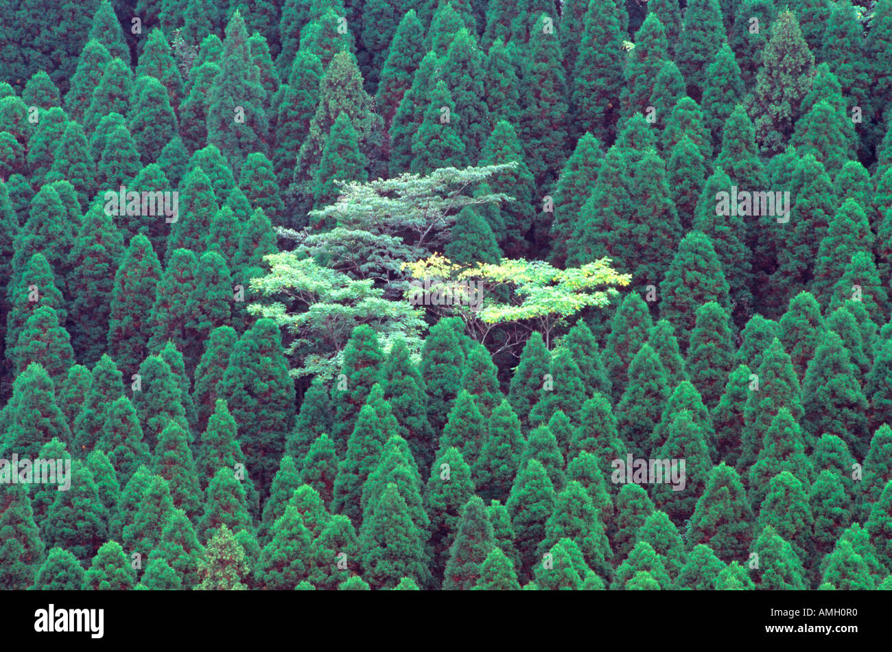Japan wald hi-res stock photography and images - Alamy
