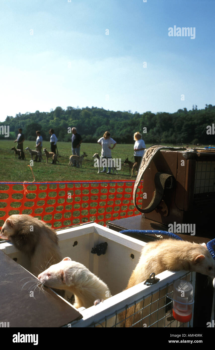 Ferrets racing hi-res stock photography and images - Alamy