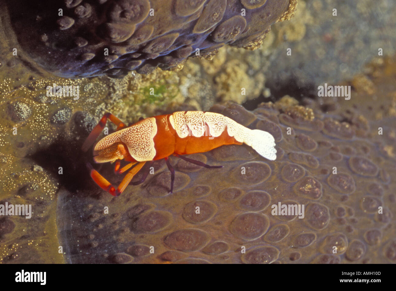 Emperor Shrimp Periclimenes imperator Lembeh Straits Indonesia Stock ...