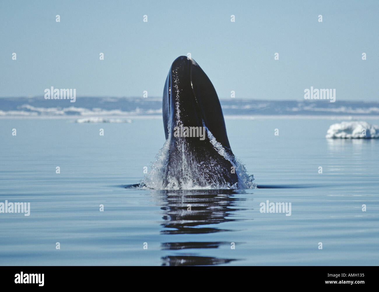 bowhead whale Balaena mysticetus Northwest Territories Canada Arctic ...