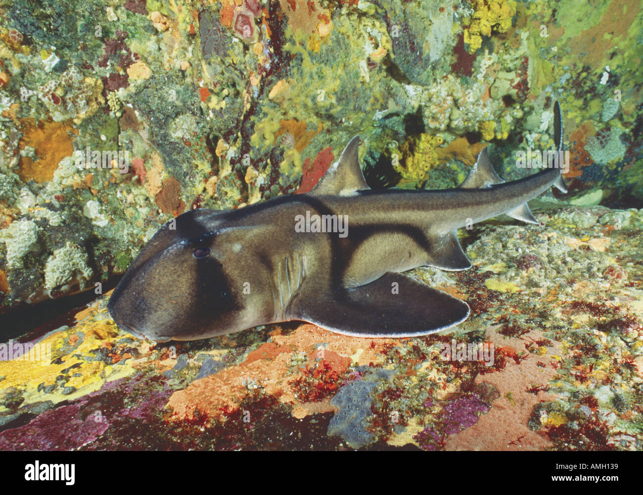port jackson shark heterodontus portusjacksoni Australia K Aitken V W ...
