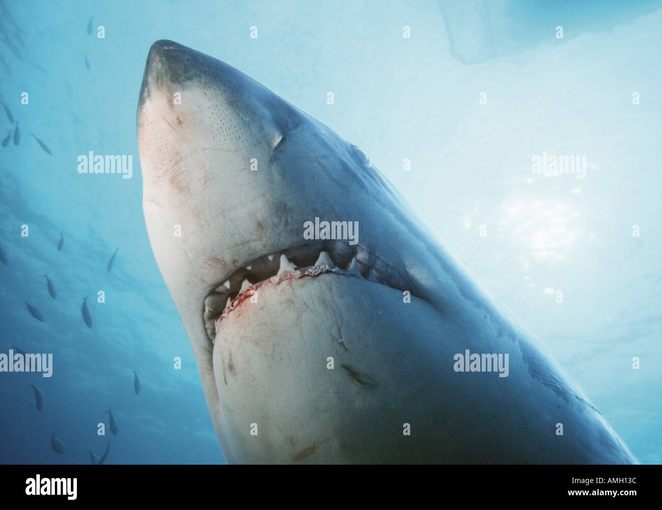 Great White Shark Carcharodon carcharias australia Kelvin Aitken V W ...