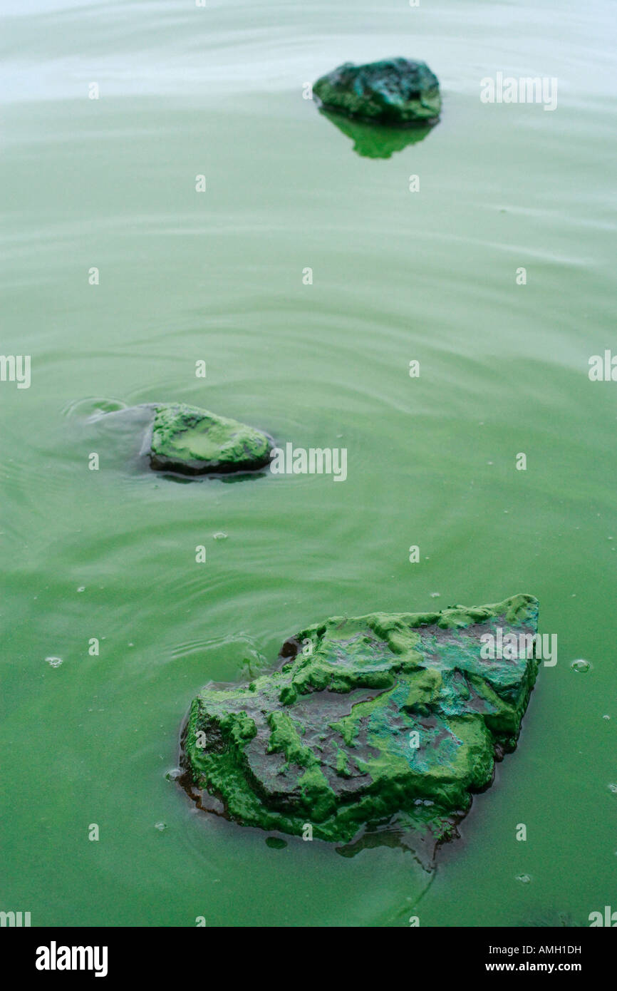 Eutrophication Ocean