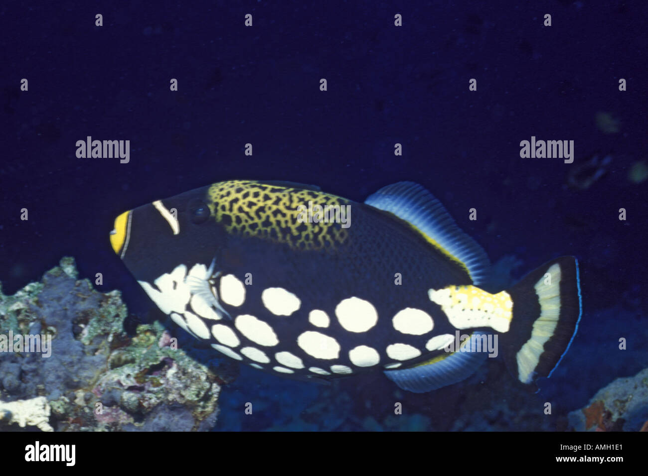 Clown Triggerfish Balistoides conspicillum Solomon Islands Stock Photo ...
