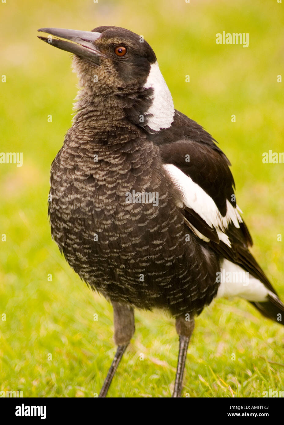 Close up of an inquisitive looking Australian Magpie on grass ...