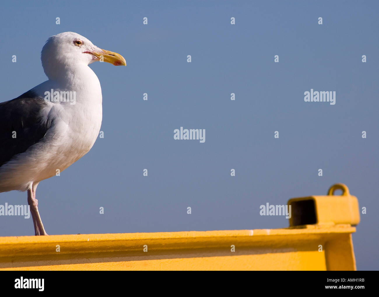Seagull on santa monica pier hi-res stock photography and images - Alamy