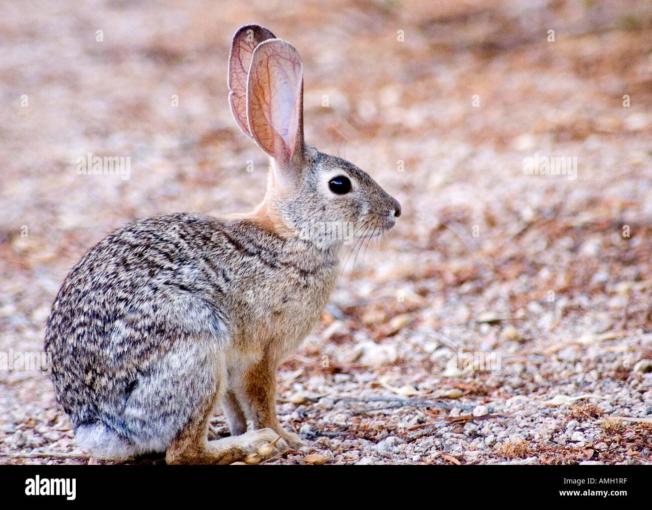 Desert Jack Rabbit
