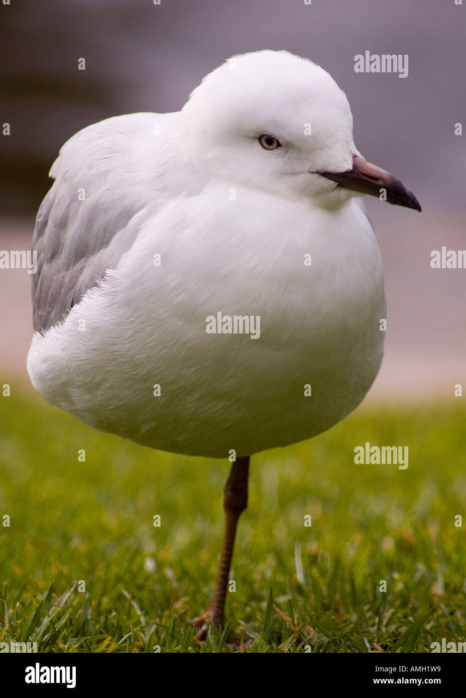 Silver gull portrait hi-res stock photography and images - Alamy