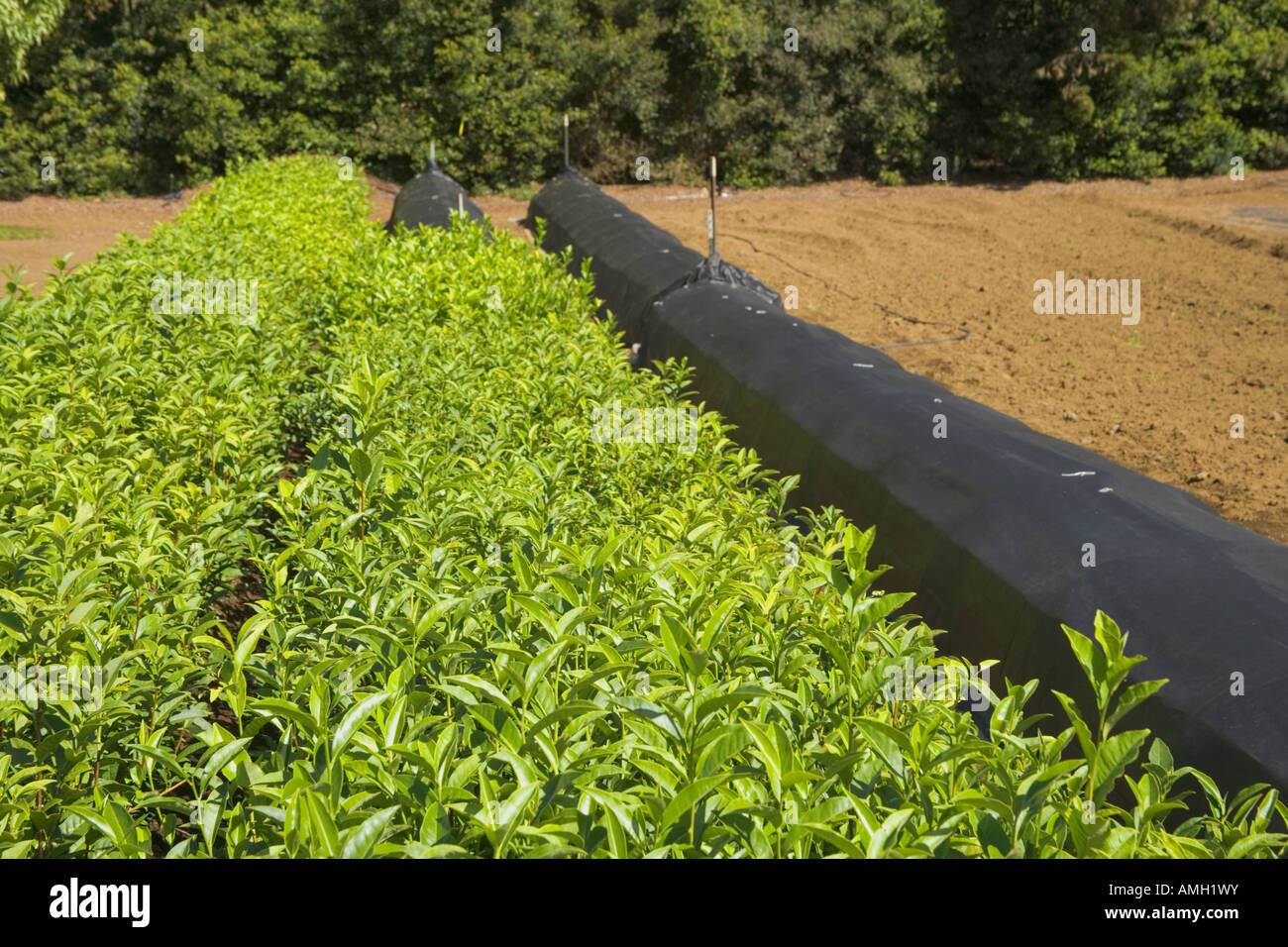 Propagating tea hi-res stock photography and images - Alamy
