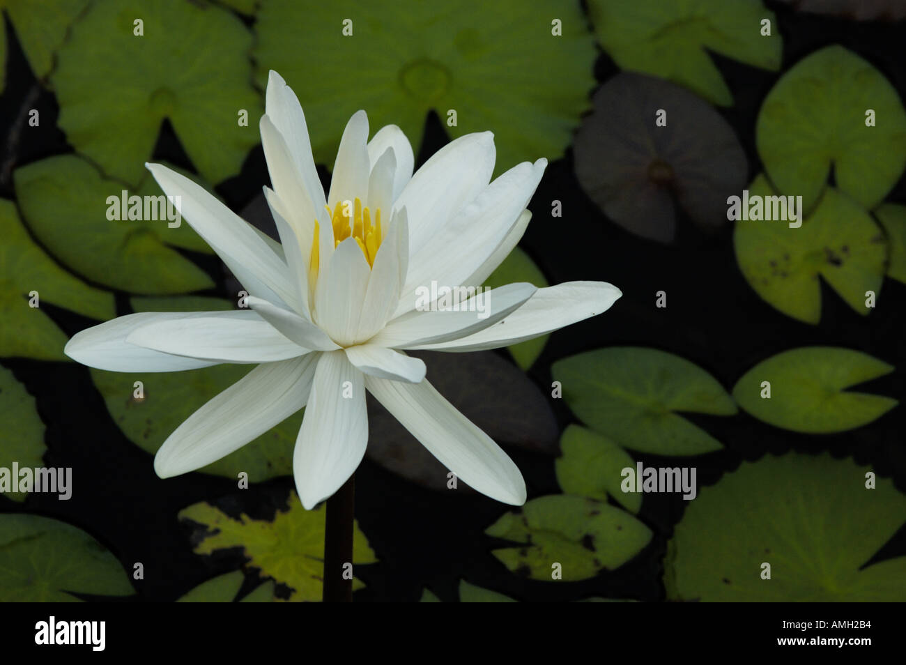 White Lotus flower (Nymphaeaceae) and leaves, Yangshuo, Guangxi, China ...