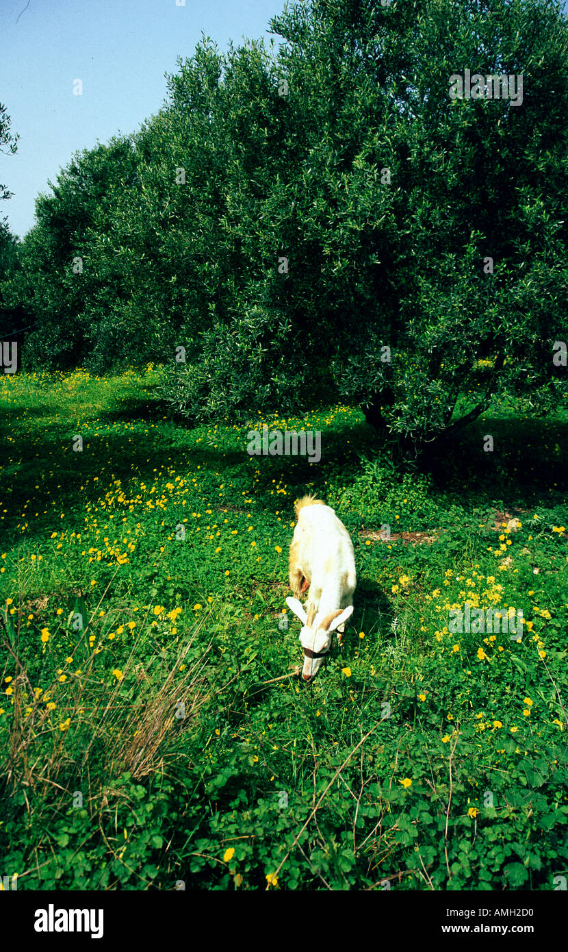 Goat with flowers hi-res stock photography and images - Alamy