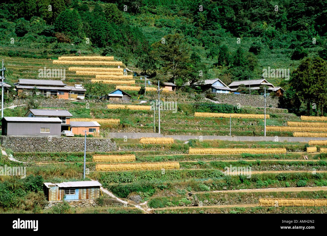 Japan, Kyushu, Reisfelder bei Shimabara am Fuss des Unzen-Vulkan Stock ...