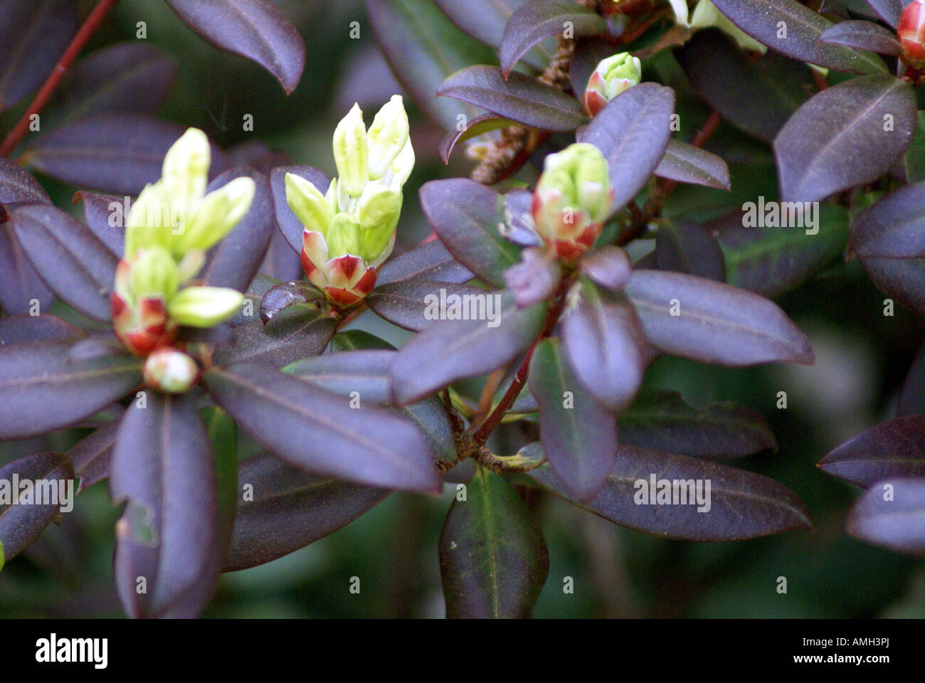 Rosa Glauca Flower High Resolution Stock Photography and Images - Alamy