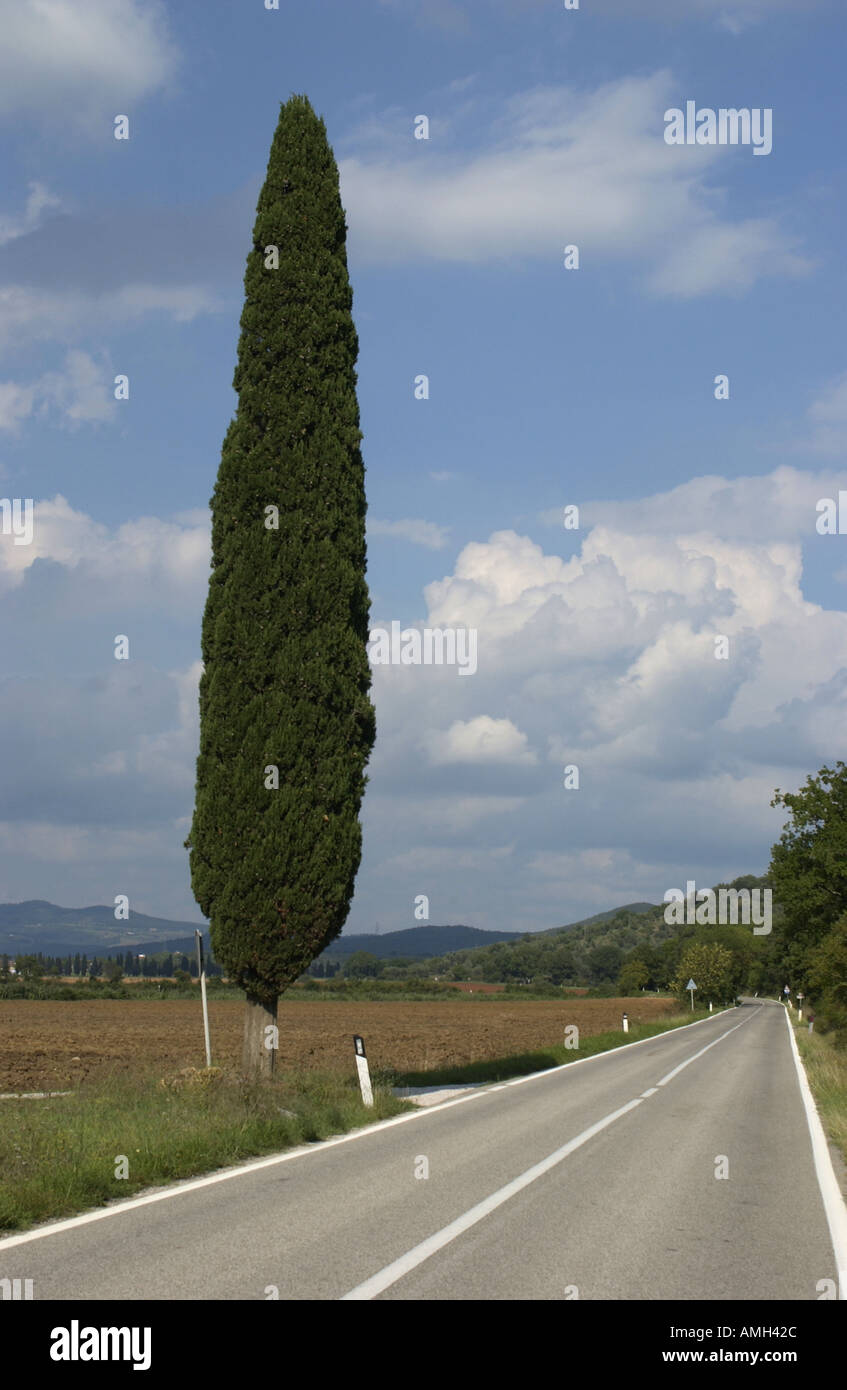Cypress forests hi-res stock photography and images - Alamy