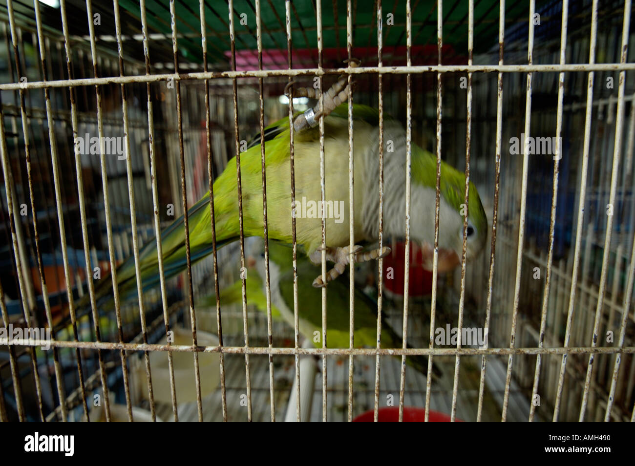 Chinese parrot hi-res stock photography and images - Alamy