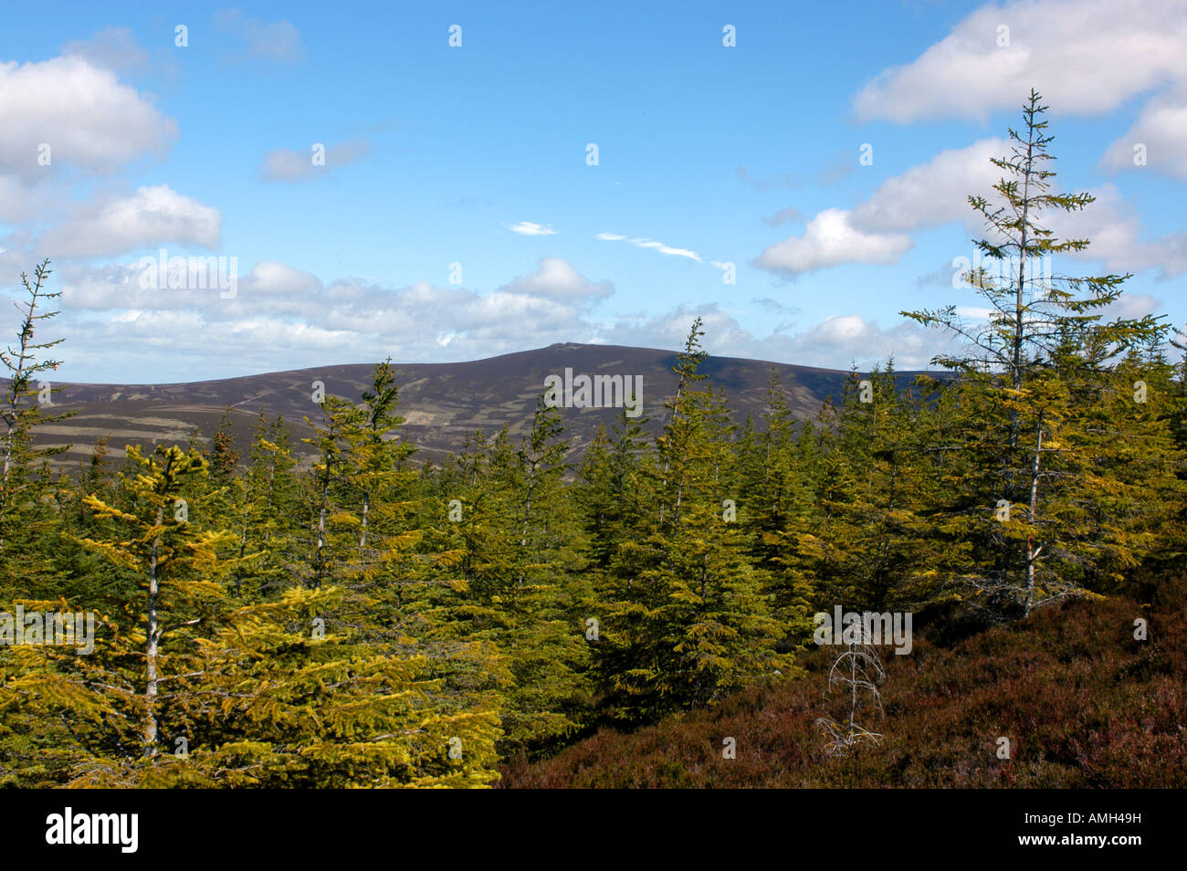 Grouse moors in the Scottish Highlands within the Cairngorms National ...