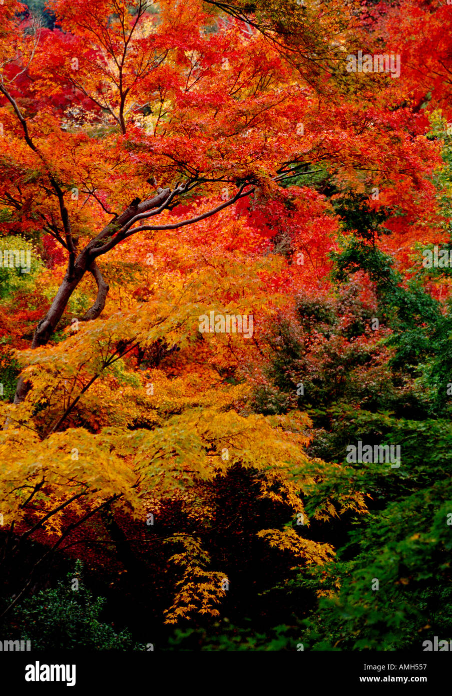 Red Autumn foliage in Kyoto Japan Stock Photo - Alamy