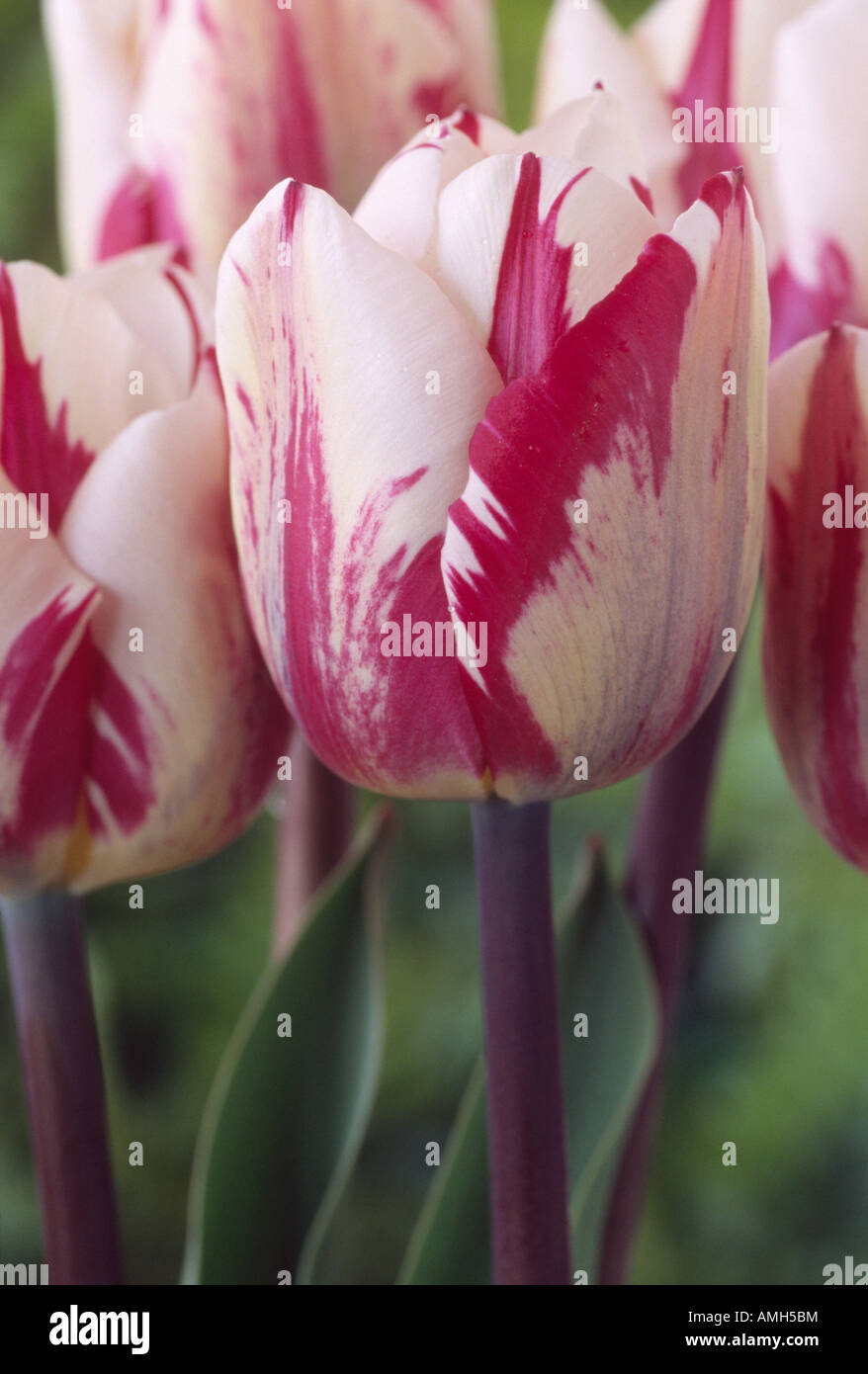 Tulipa 'Rems Sensation' (Tulip) Triumph Group. Close up of white tulip ...