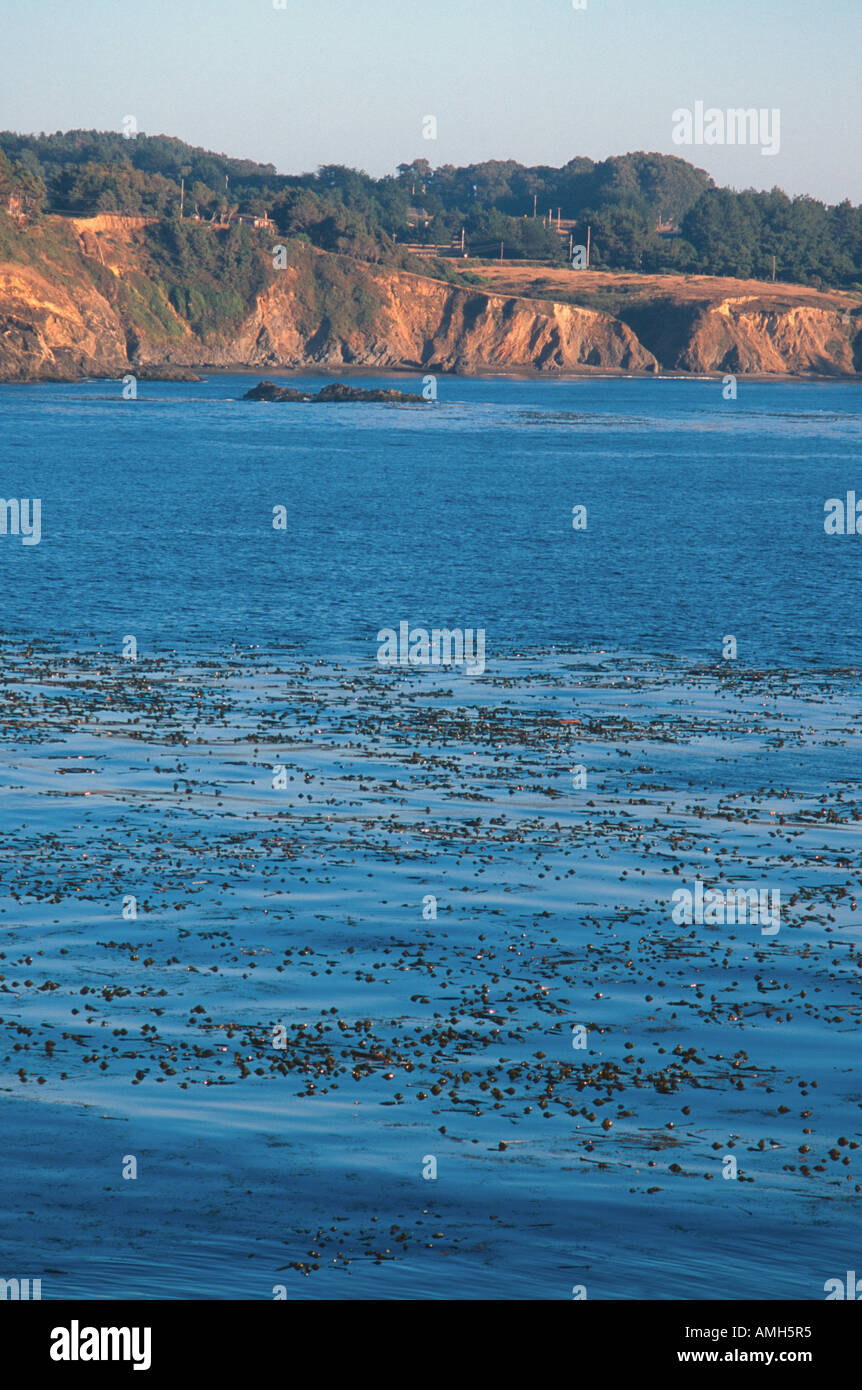 Kelp seaweed beds hi-res stock photography and images - Alamy