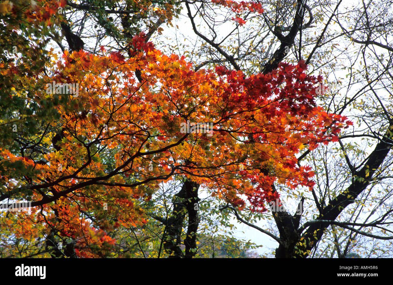 Oki High Resolution Stock Photography and Images - Alamy