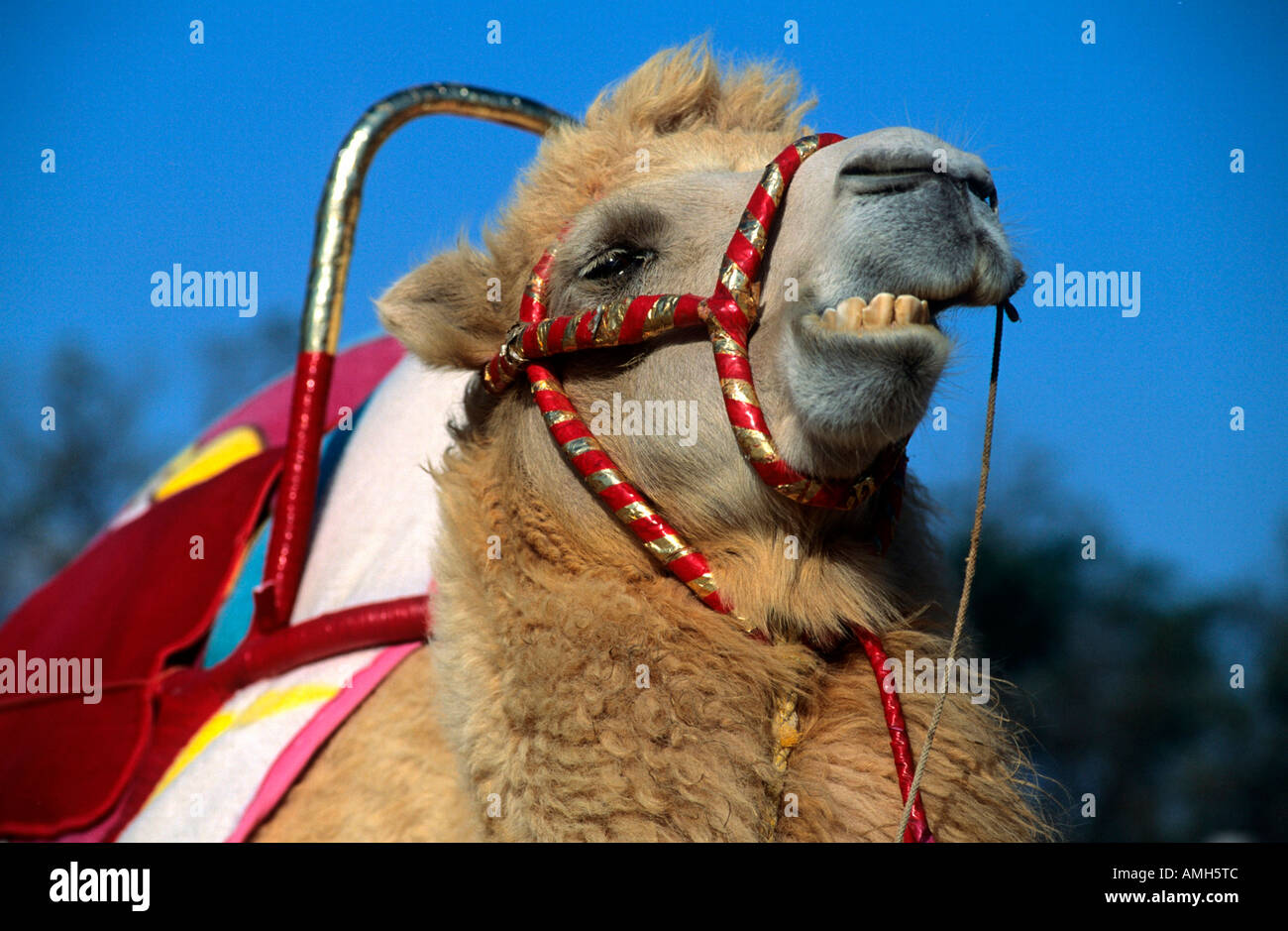Tottori japan camel hi-res stock photography and images - Alamy