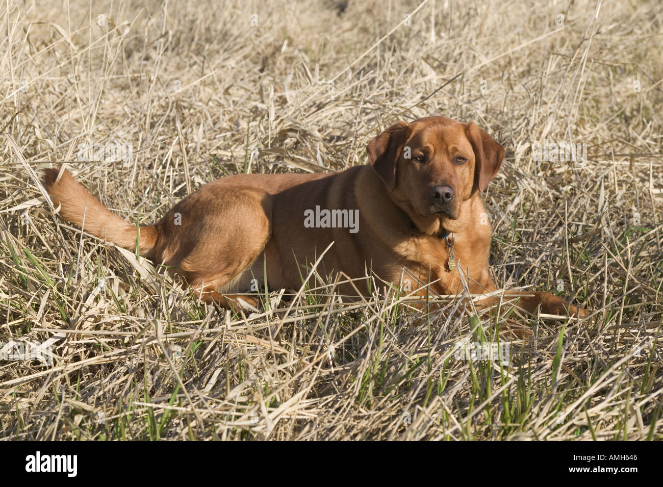 Labrador in Grass Field Stock Photo - Alamy