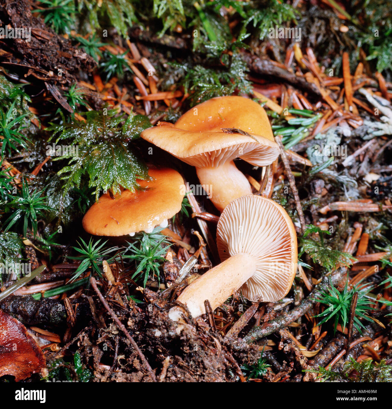 Eumycota hi-res stock photography and images - Alamy