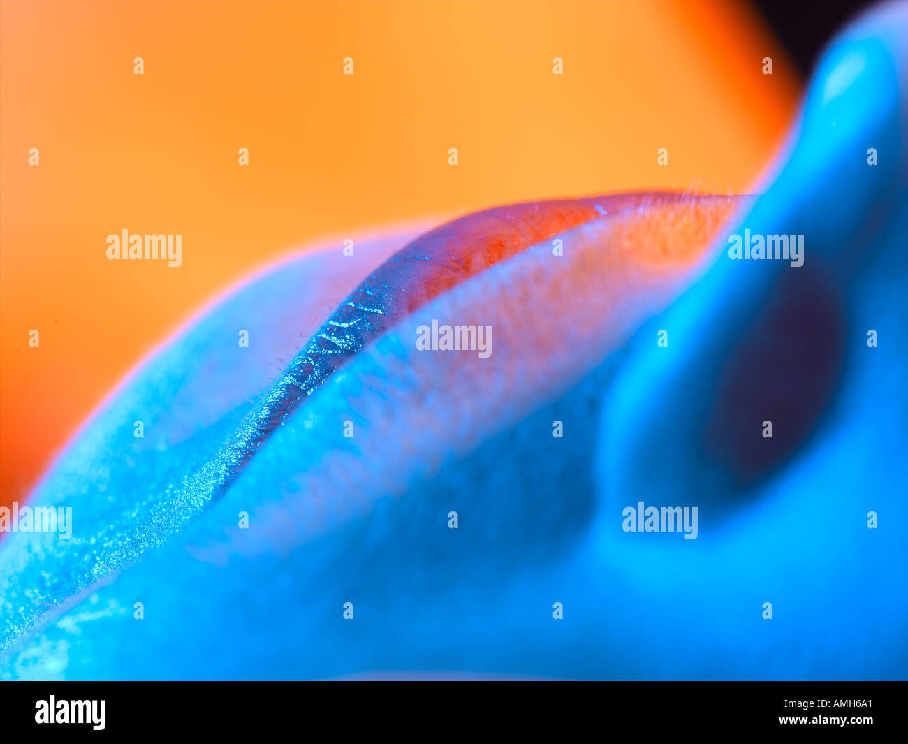 abstract of womans's mouth Stock Photo - Alamy