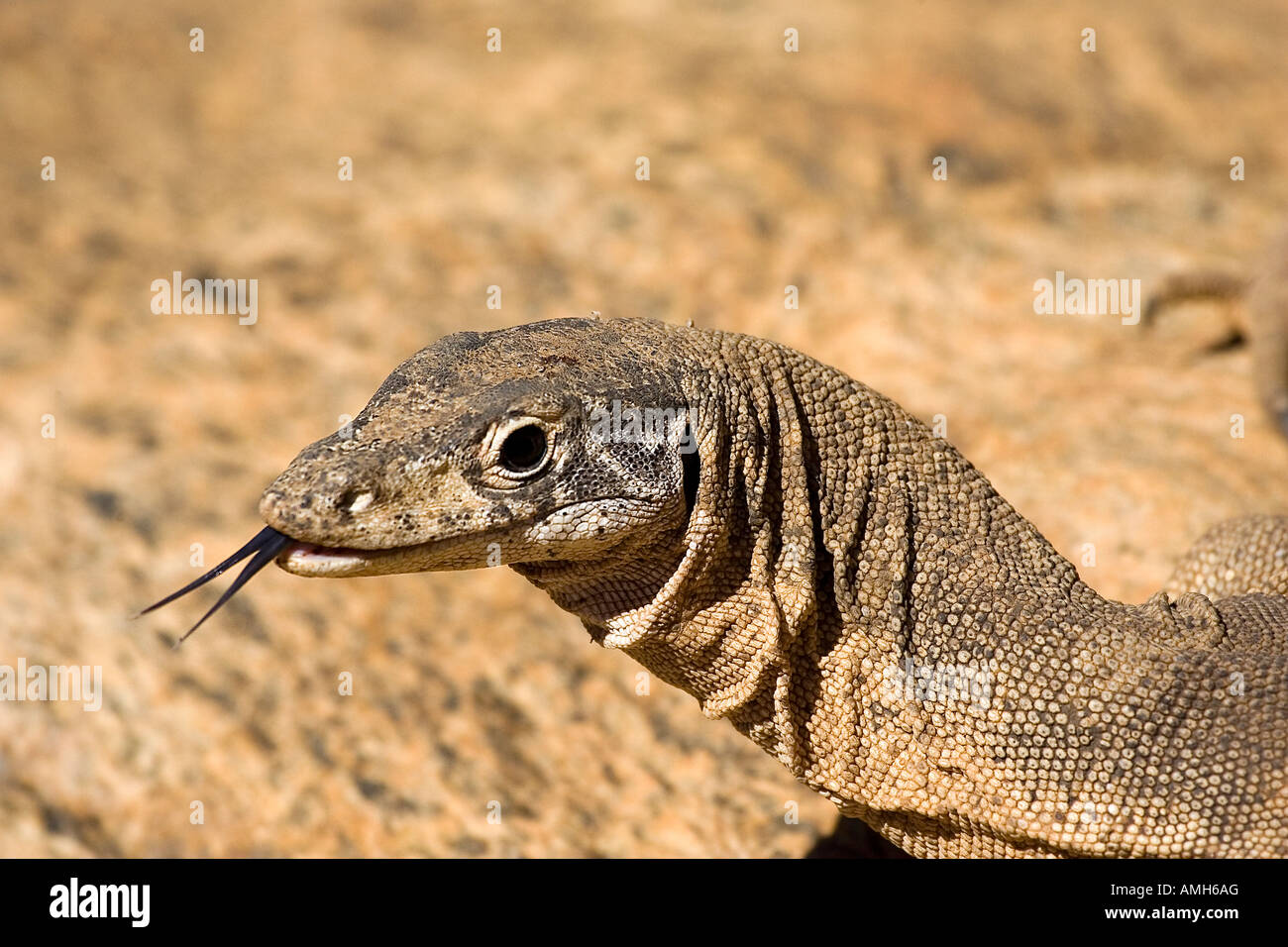 Goanna lizard australia hi-res stock photography and images - Alamy