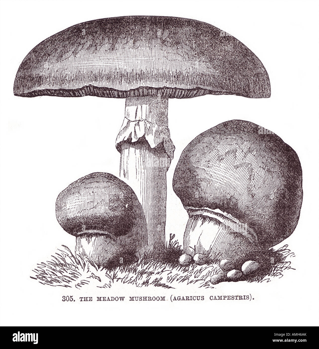 Drawing sliced mushroom hi-res stock photography and images - Alamy