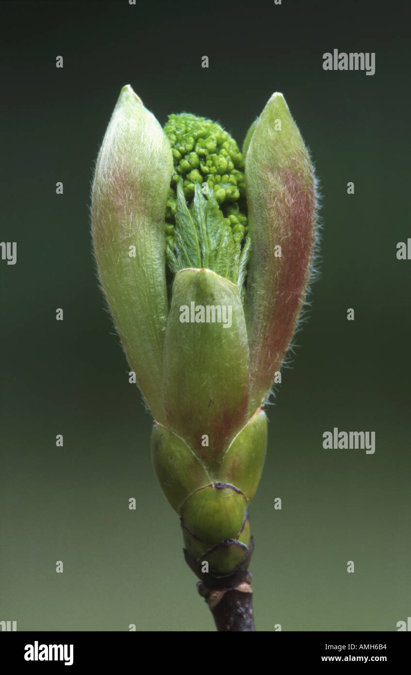 Sycamore leaf bud opening Growth Sequence No 2 Stock Photo - Alamy