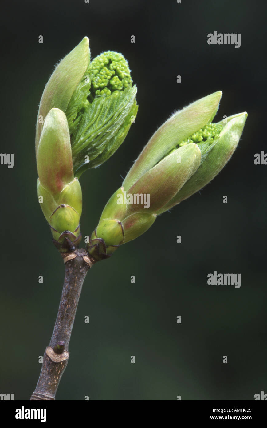 Sycamore leaf buds opening Growth Sequence No 3 Stock Photo - Alamy