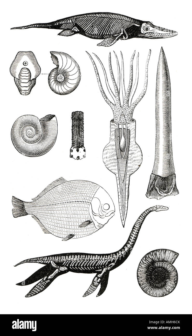 fossil fossus dug up various type extinct dead creature geology record ...