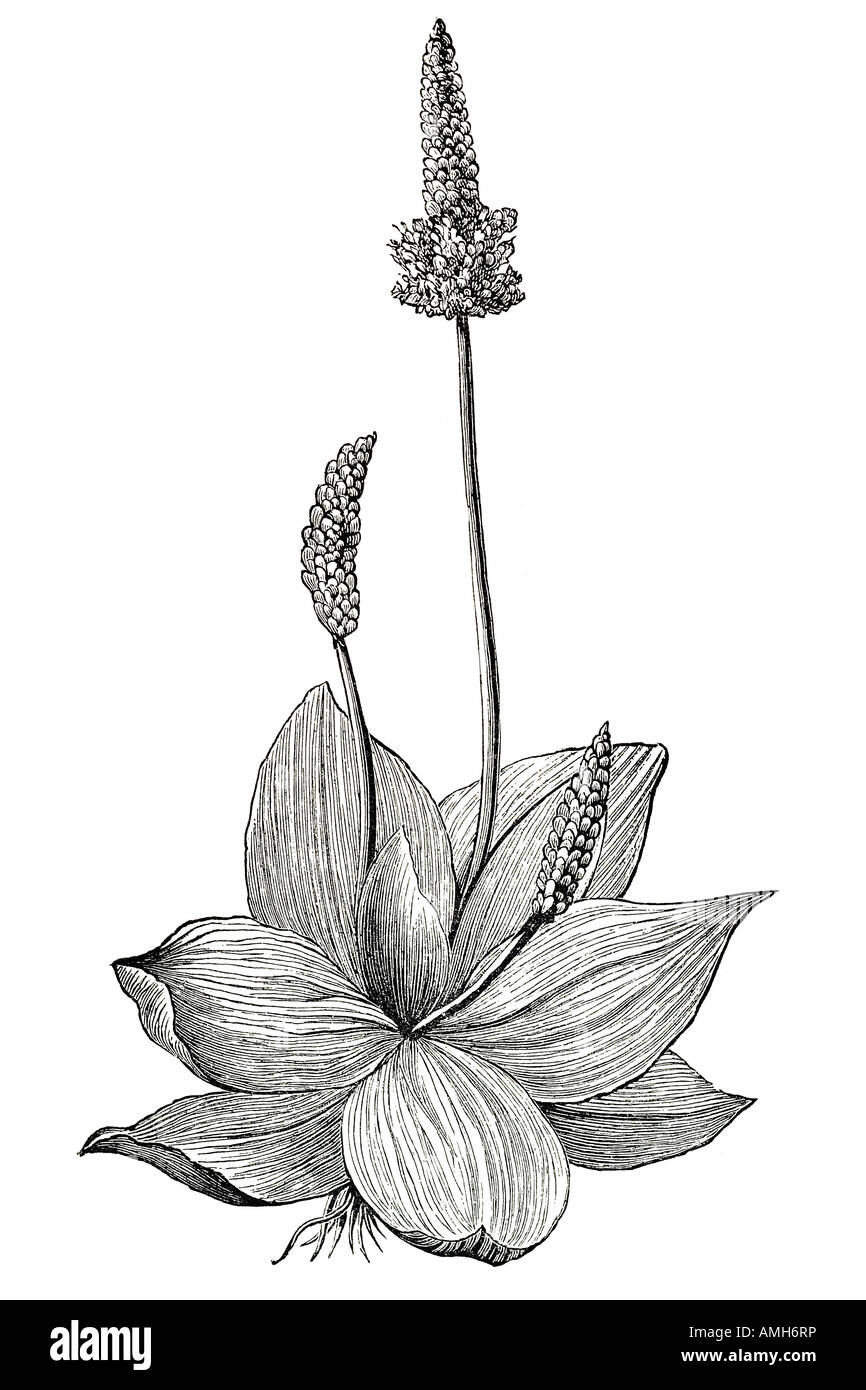 Plant stem diagram hi-res stock photography and images - Alamy