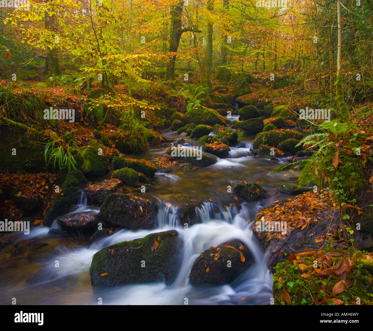 River flowing through Autumn Woods at Kennall Vale Nature Reserve ...