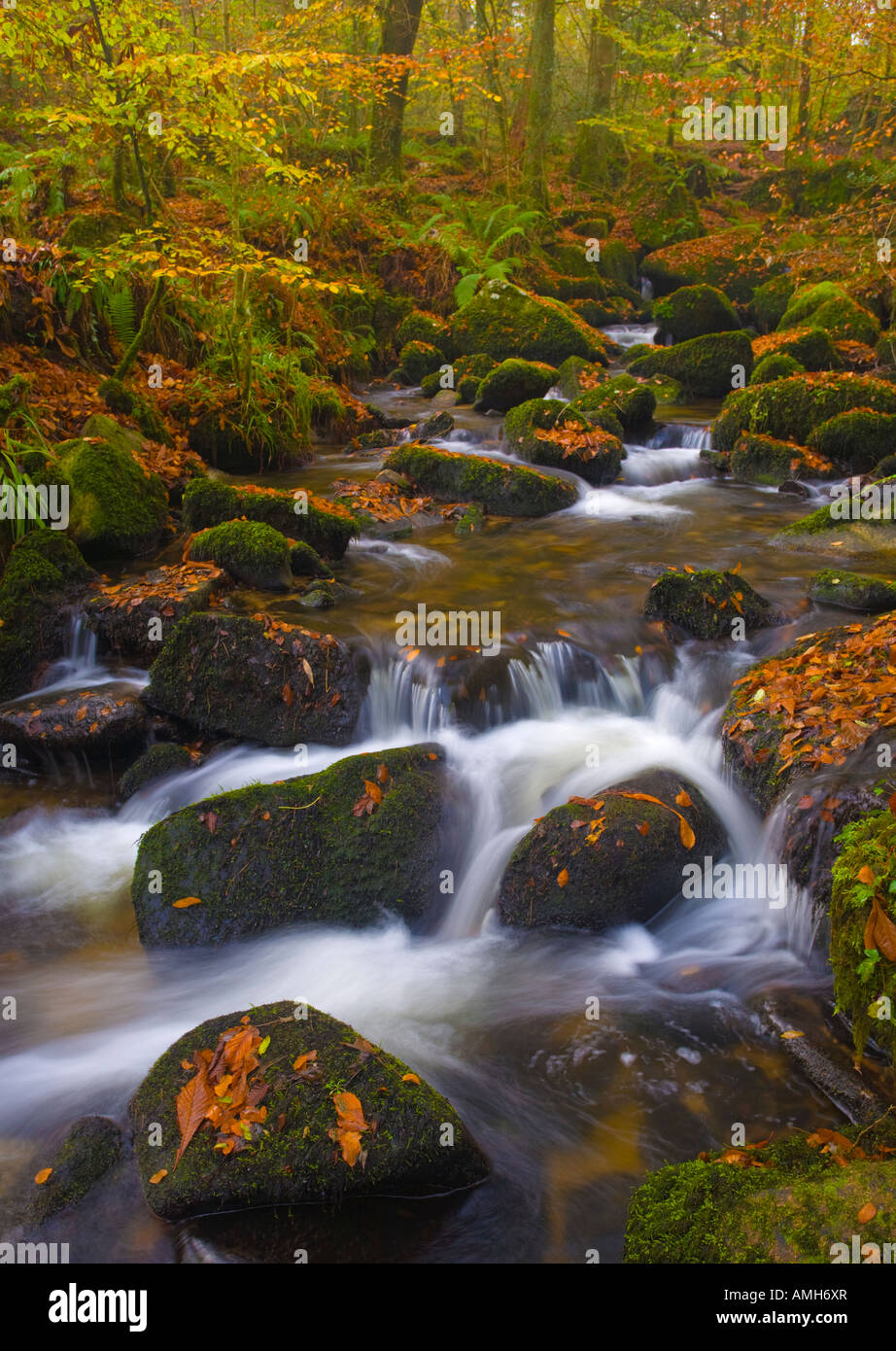 River flowing through Autumn Woods at Kennall Vale Nature Reserve ...