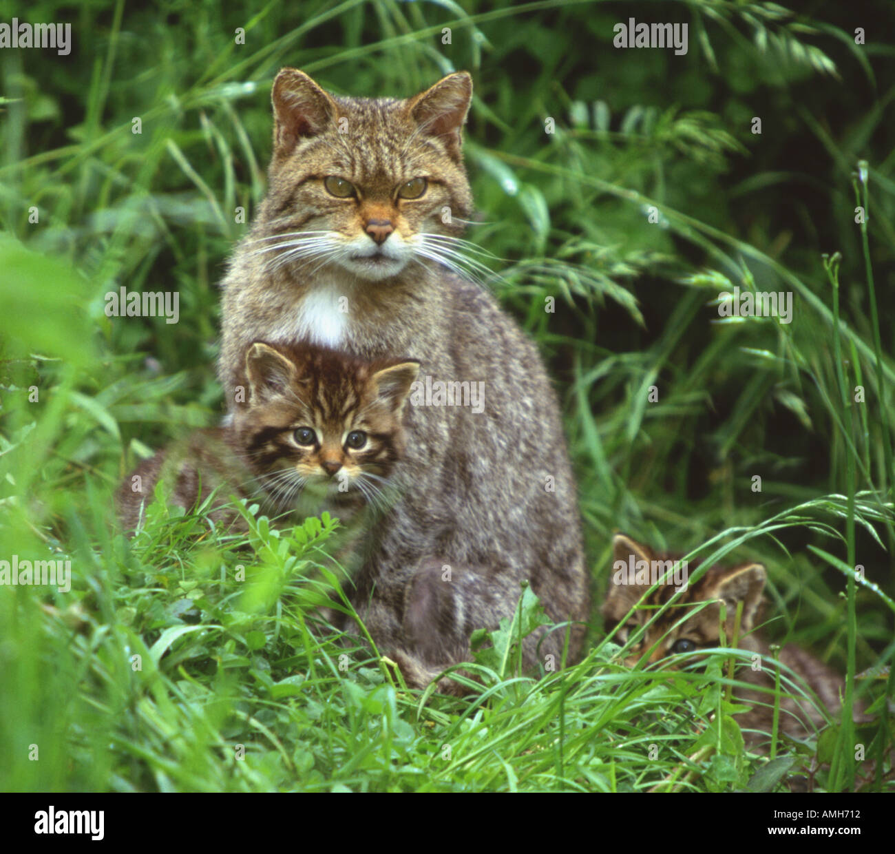 Scottish wildcat grass hi-res stock photography and images - Alamy