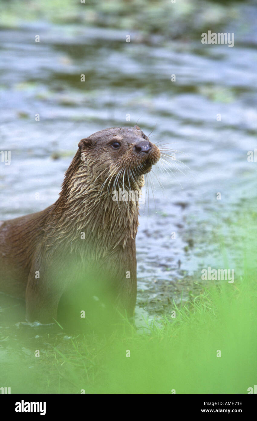 Otter Lutra Lutra Stock Photo - Alamy