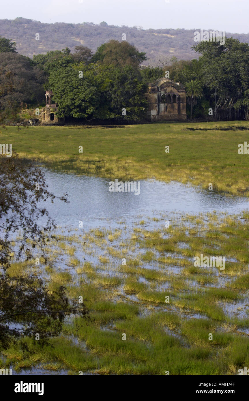 Ruins by Rajbagh lake, Ranthambhore, India Stock Photo - Alamy