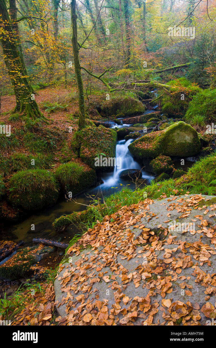 Millstone in the woods at Kennall Vale Cornwall with a small waterfall ...