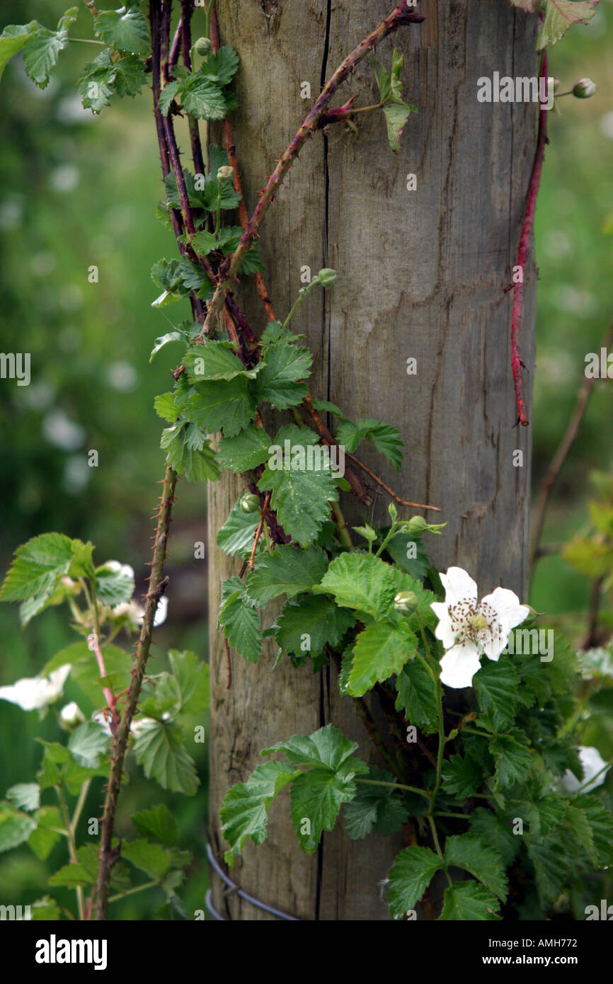 Blackberry vines hi-res stock photography and images - Alamy