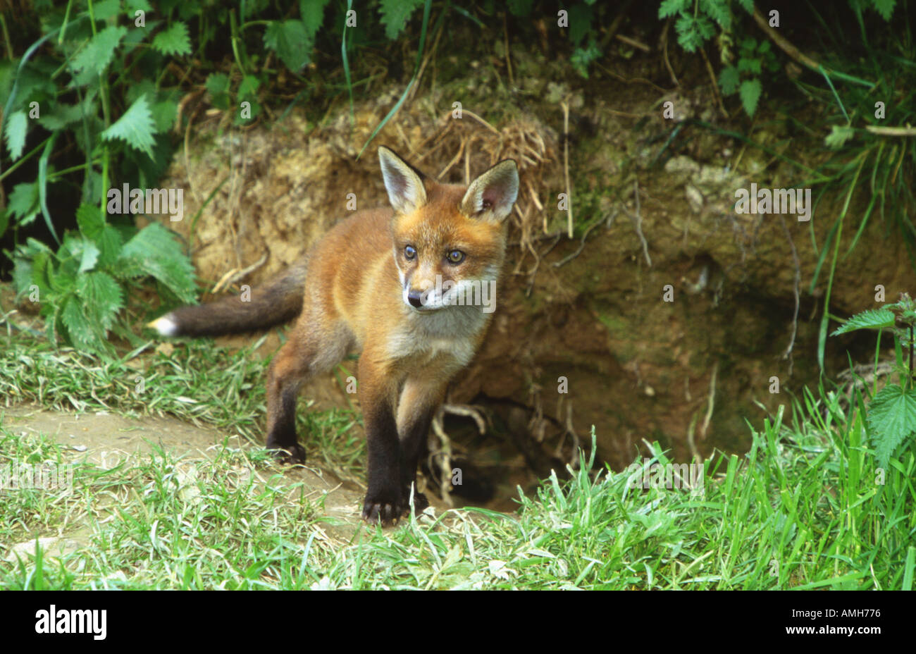 Red Fox Cub Vulpes vulpes Stock Photo - Alamy