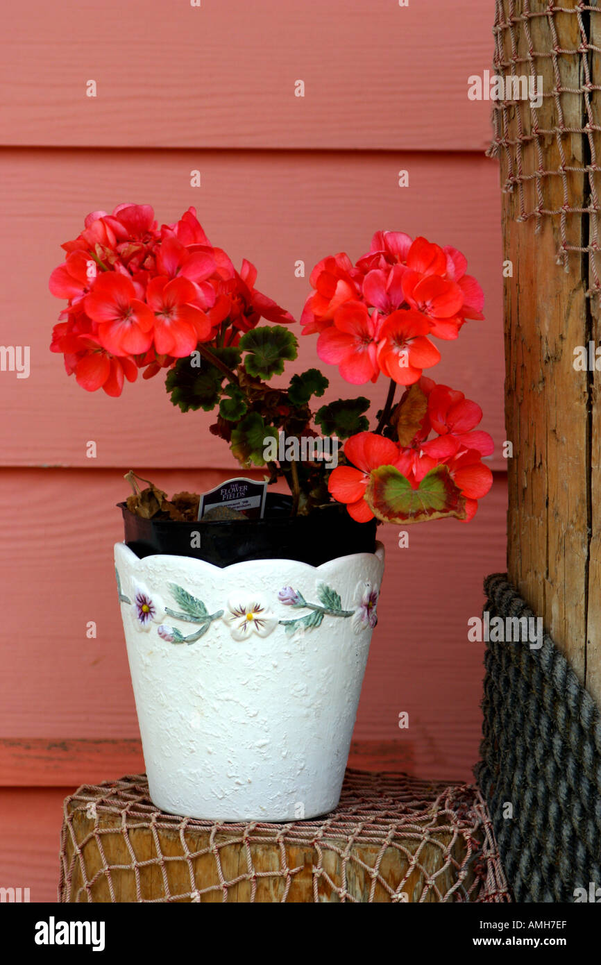 Geranium carol hi-res stock photography and images - Alamy