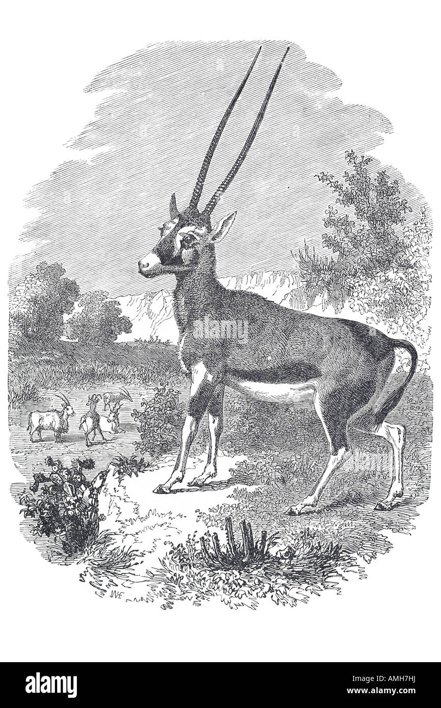 caffrarian Antelope ruminant hoofed mammal Bovidae even-toed ungulates ...