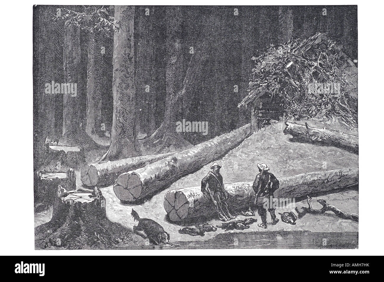 19th century logging hi-res stock photography and images - Alamy