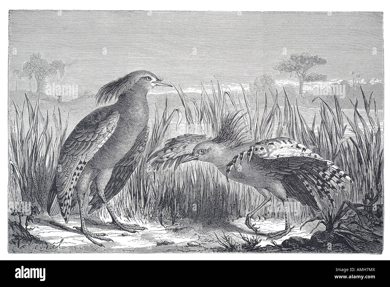 Kagou hi-res stock photography and images - Alamy