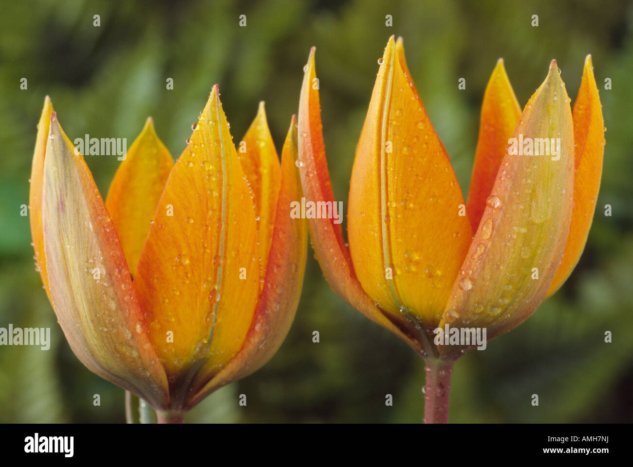 Tulip orphanidea whittallii hi-res stock photography and images - Alamy