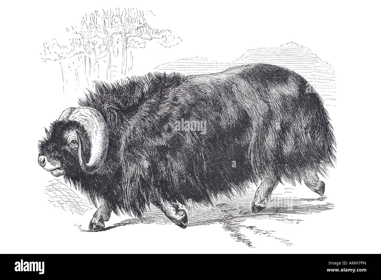 musk ox ovibos moschatus muscox Arctic mammal Bovidae thick coat strong ...